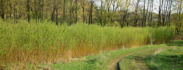 AgroPlatforma ODR - Kryzys w uprawie wierzby? | AGRO