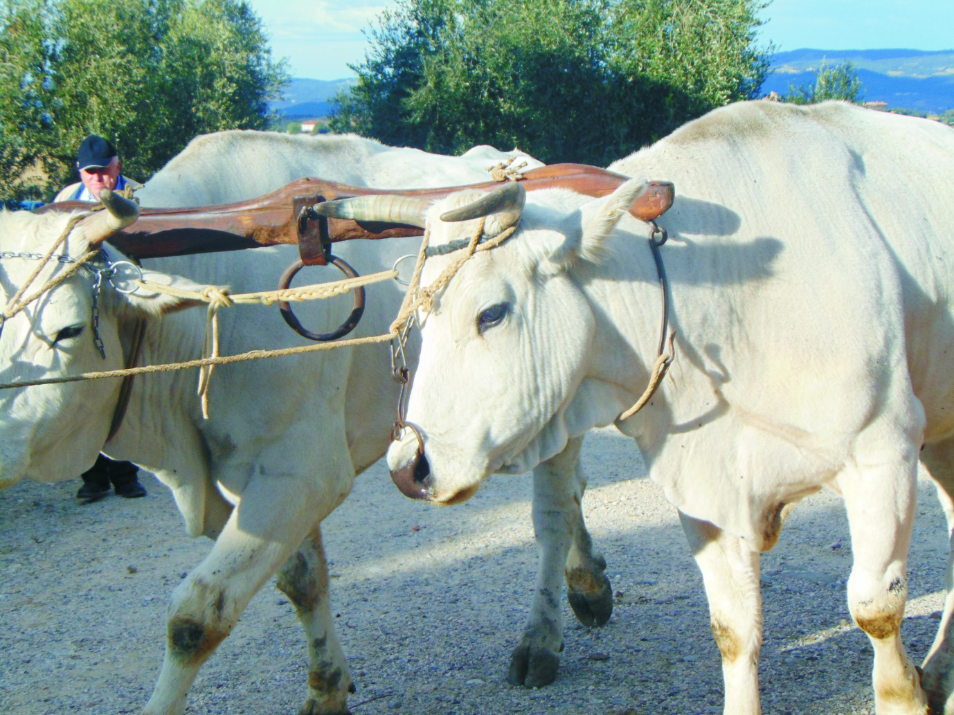 AgroPlatforma ODR - Chianina - starożytna włoska rasa bydła | AGRO