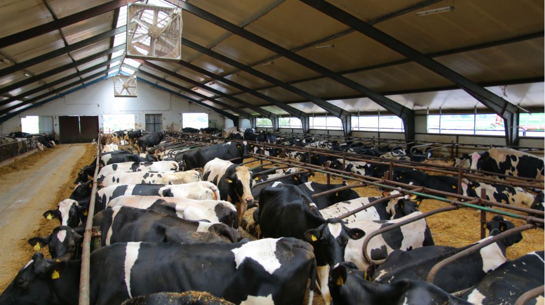 AgroPlatforma ODR - Wpływ światła na wydajność krów mlecznych | AGRO