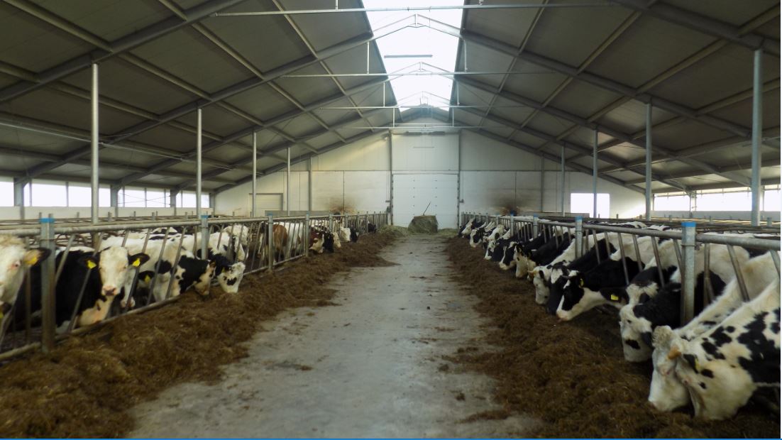 AgroPlatforma ODR - Krowy mleczne – rodzinna tradycja | AGRO